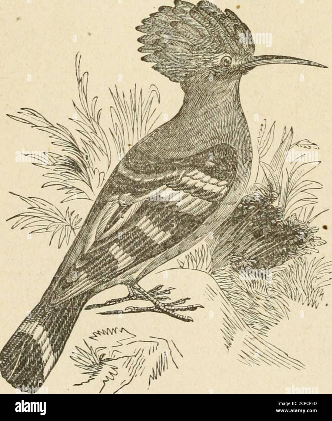 . The history of birds : their varieties and oddities, comprising ...