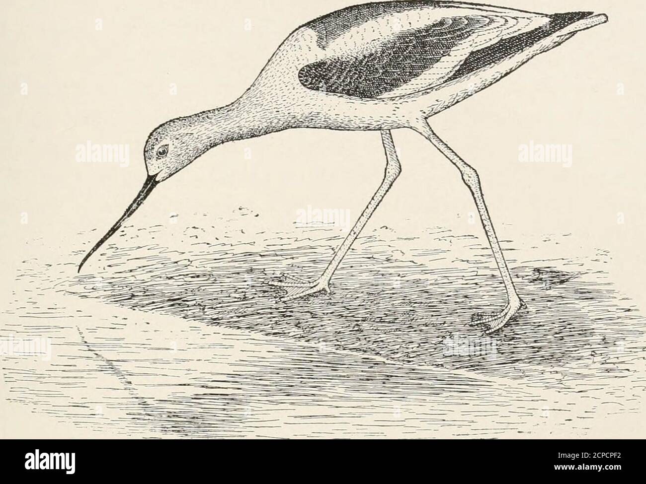 Webbed skins hi-res stock photography and images - Alamy