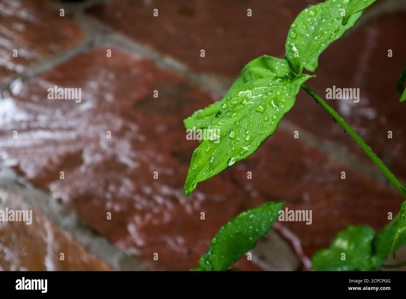 Shiny rain water drops on a leaf with blur background Stock Photo - Alamy