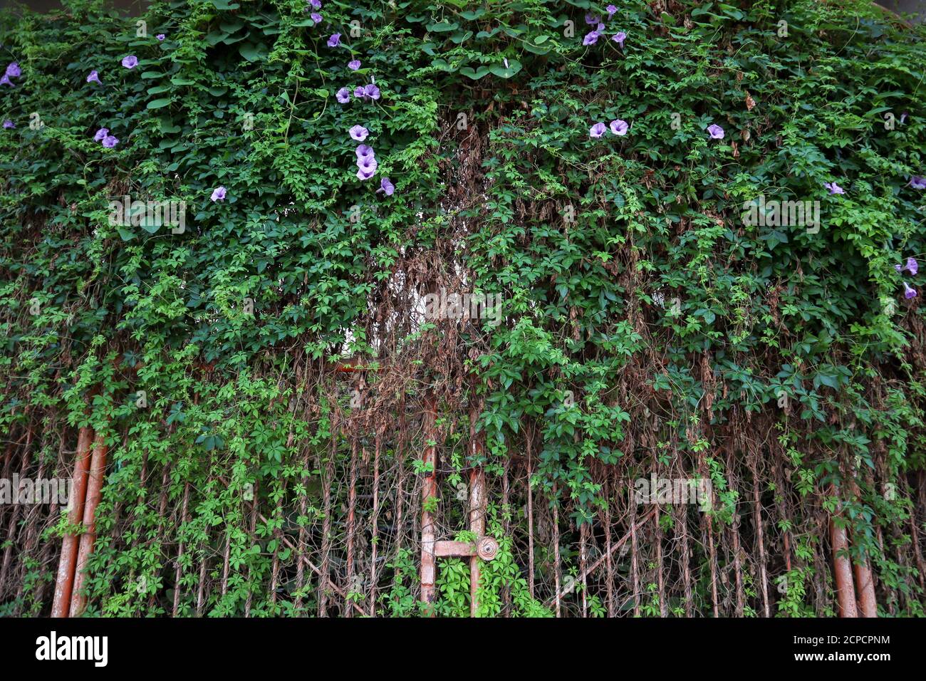 Plants growing on old iron gate of ancient castle Stock Photo - Alamy