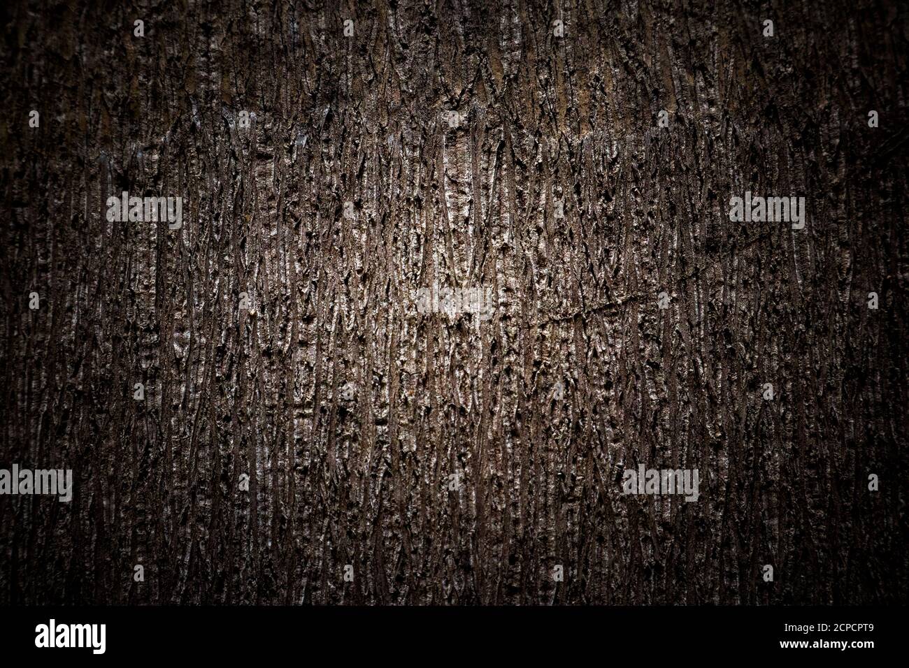 Wood pattern. Trunk Texture. Tree Stem Texture. Stem Pattern Stock ...