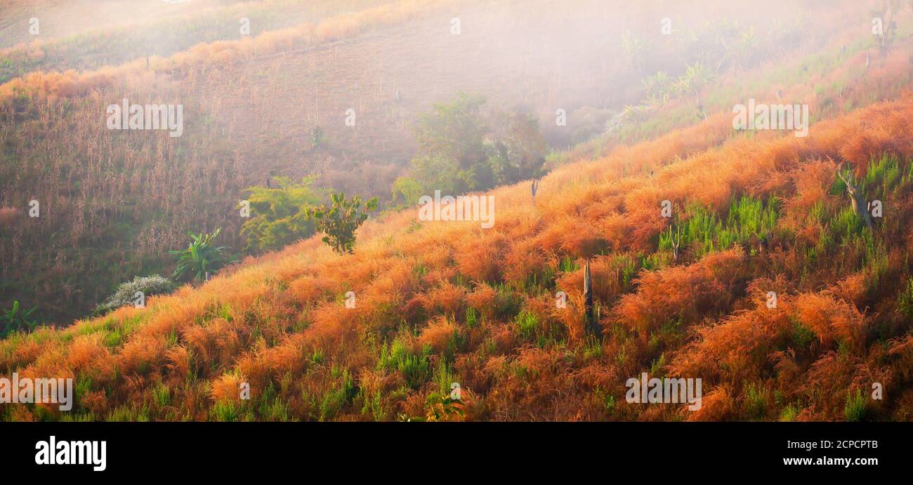Blooming reed flowers on corn terraces after harvesting, abstract ...