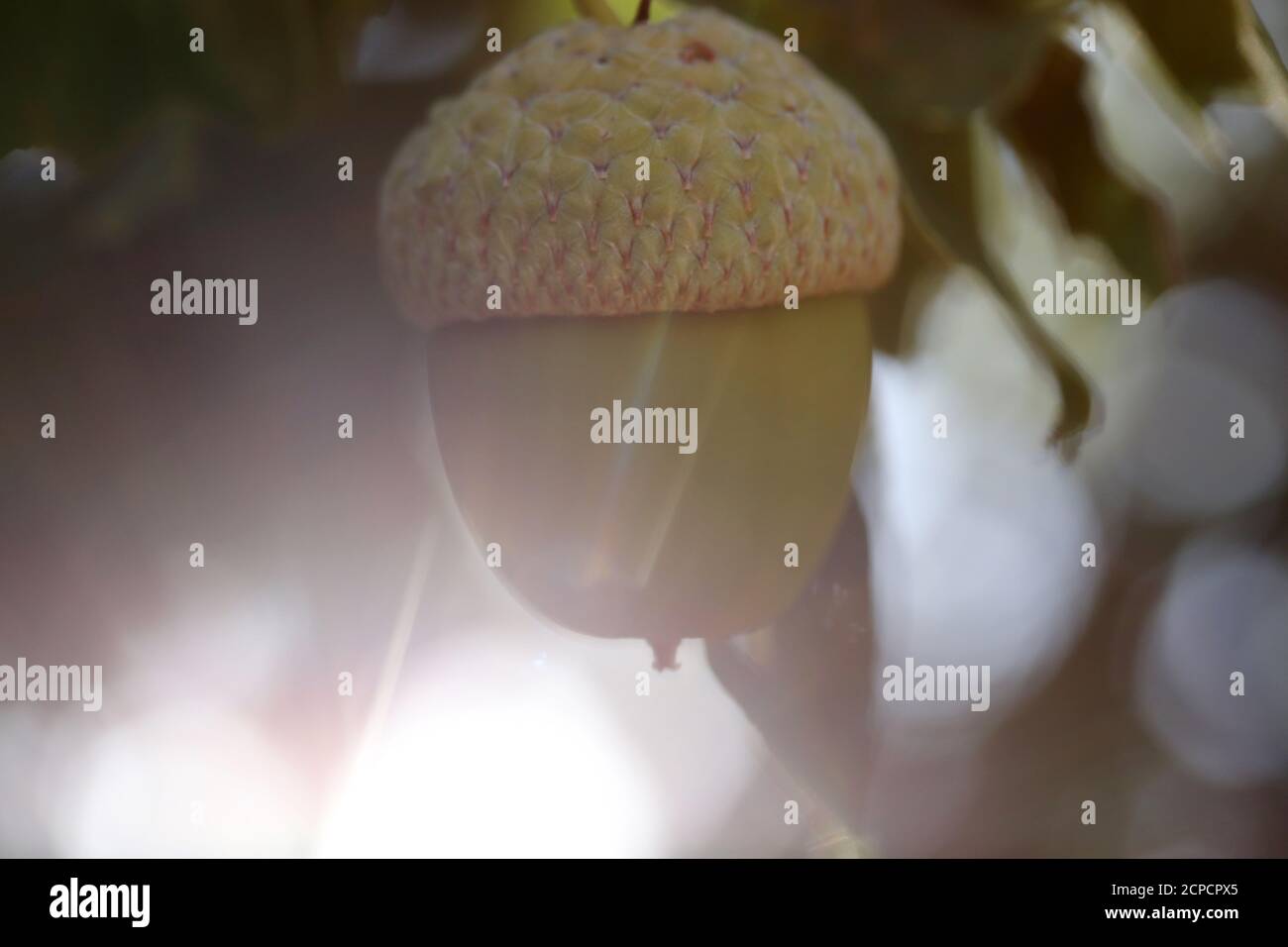 Fresh and young acorn on the tree Stock Photo - Alamy