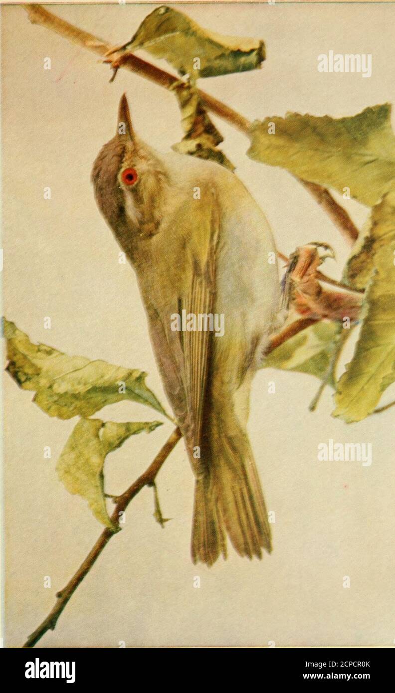 . Birds of lakeside and prairie . reservation at Fort Sheridan. There ...