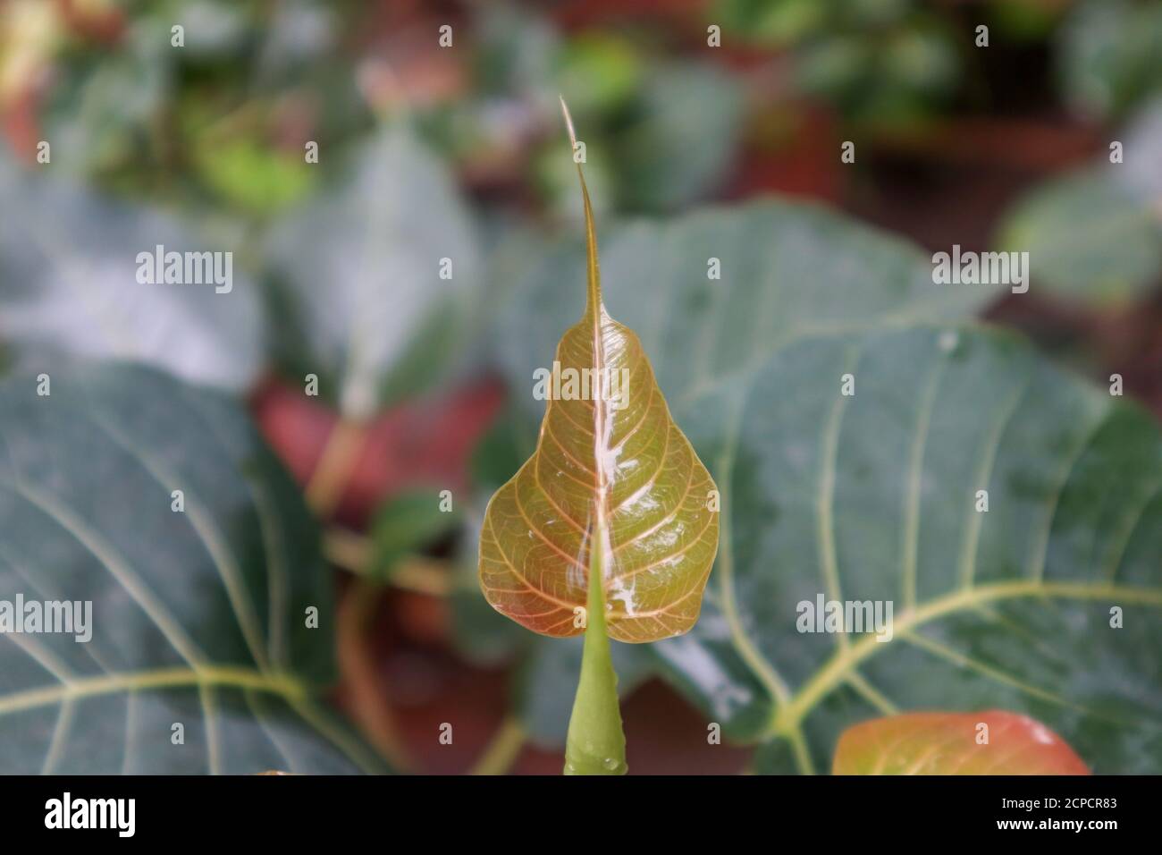 Peepal tree hi-res stock photography and images - Alamy