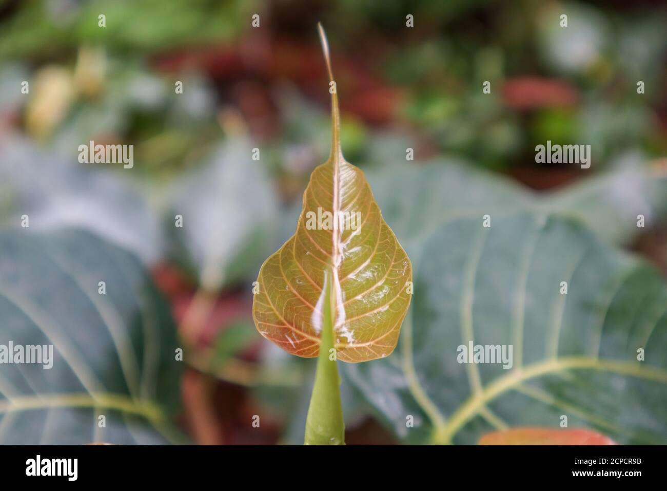 Peepal tree hi-res stock photography and images - Alamy