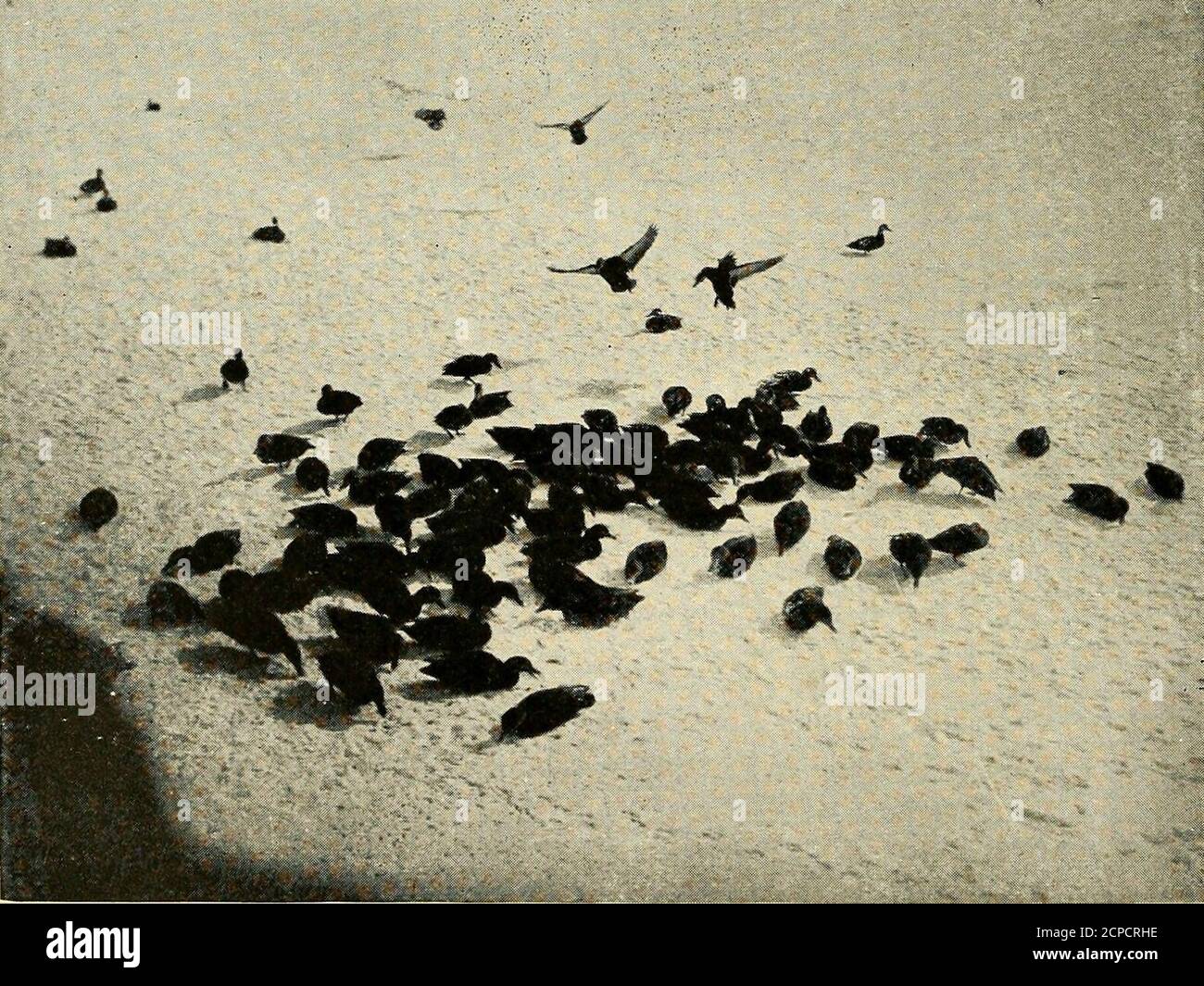 Six sparrows hi-res stock photography and images - Alamy