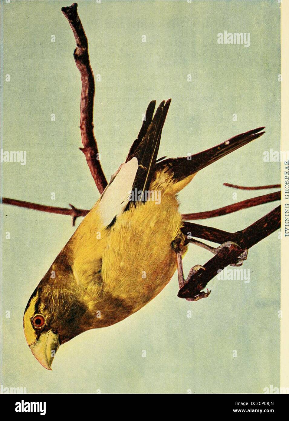 The maid of the mist i hi-res stock photography and images - Alamy