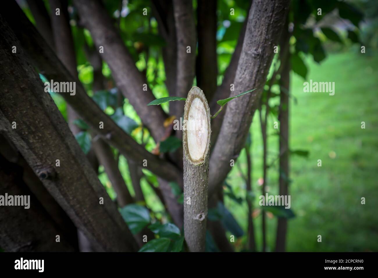 Tree branch cutting. Plant stem cut Stock Photo - Alamy