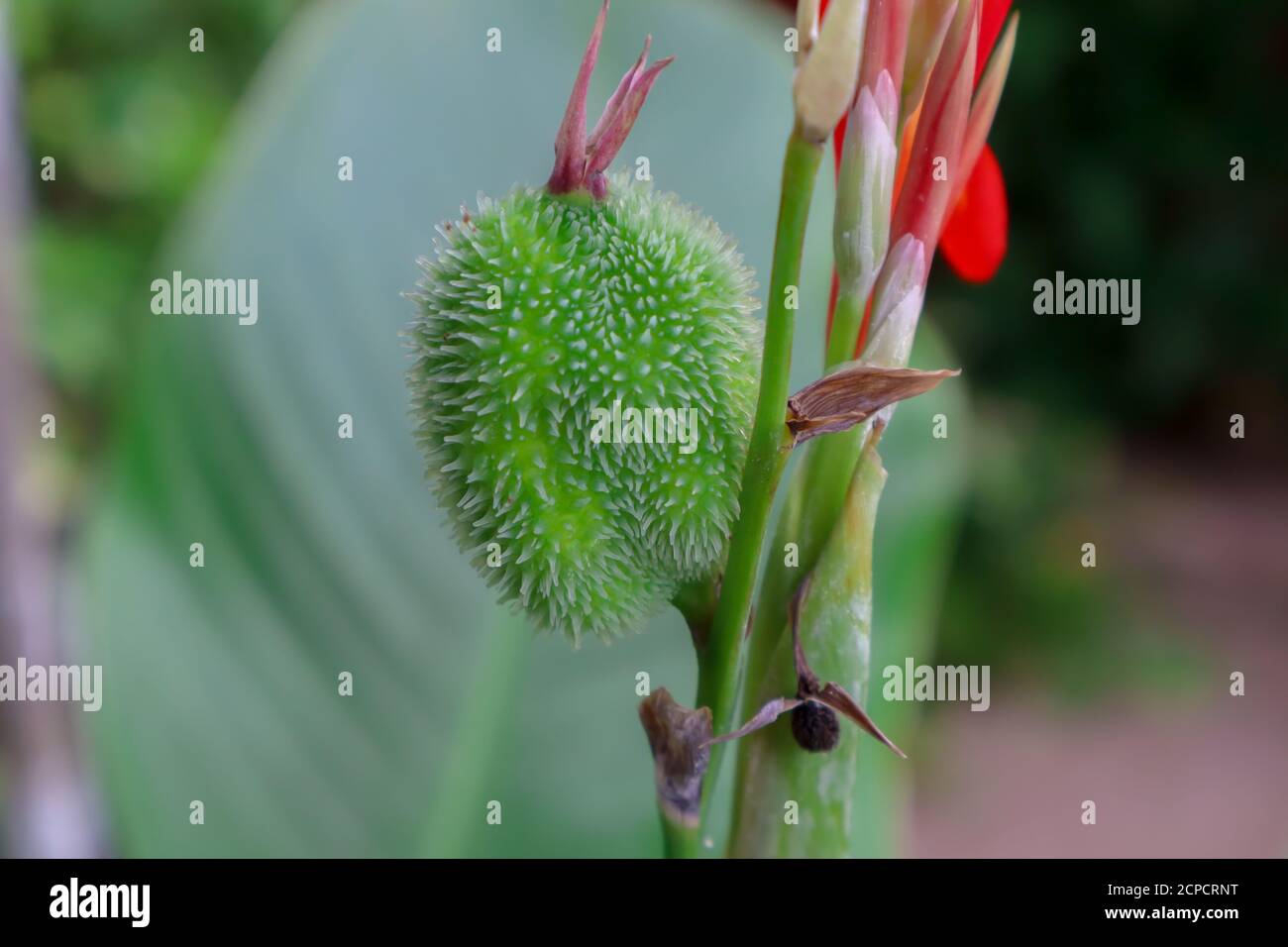 Close up of green canna lily flower bud. Canna Tuerckheimii flower ...