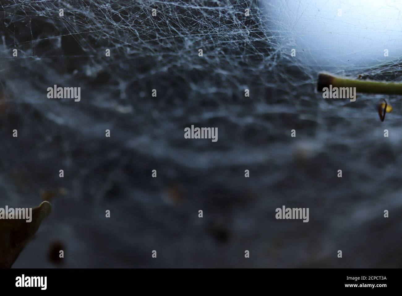 Spider web in nature. Nature background Stock Photo - Alamy