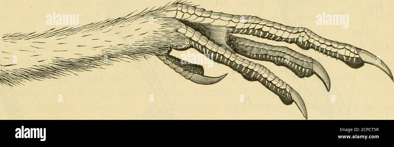. Key to North American birds. Containing a concise account of every ...