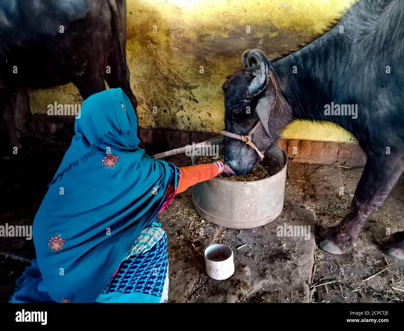 DISTRICT KATNI, INDIA - JANUARY 04, 2020: A dairy lady farmer offering ...