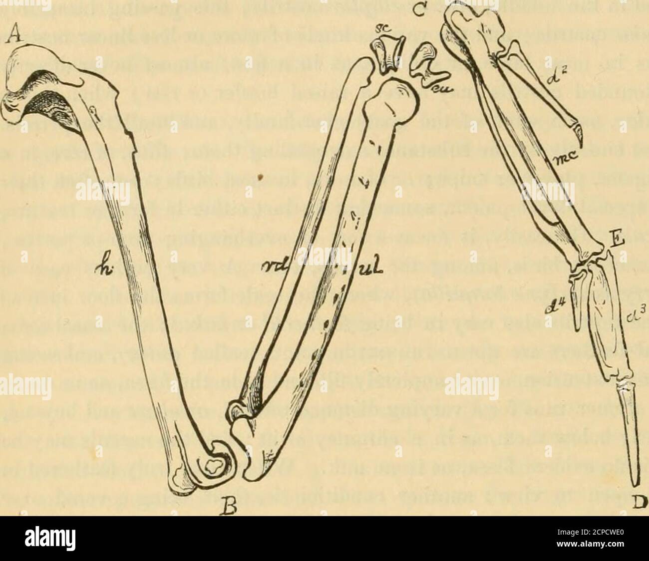 . Key to North American birds. Containing a concise account of every ...
