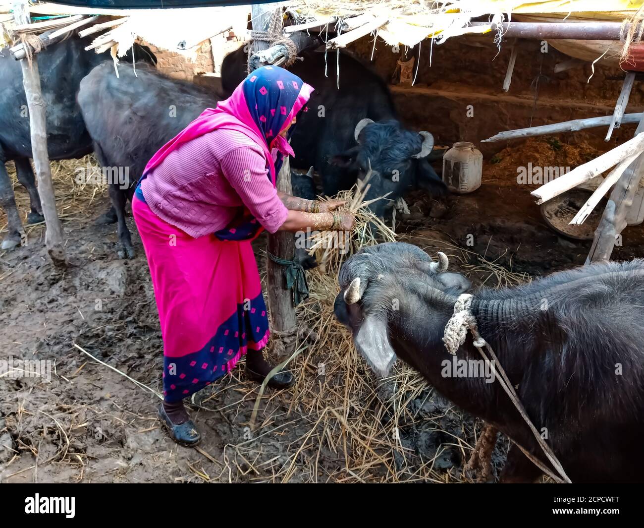 DISTRICT KATNI, INDIA - JANUARY 04, 2020: A dairy female farmer giving ...