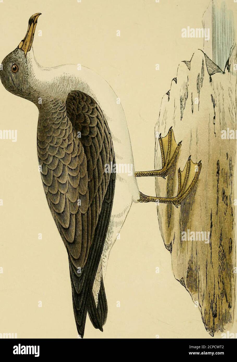 White spots on wing tips hi-res stock photography and images - Alamy