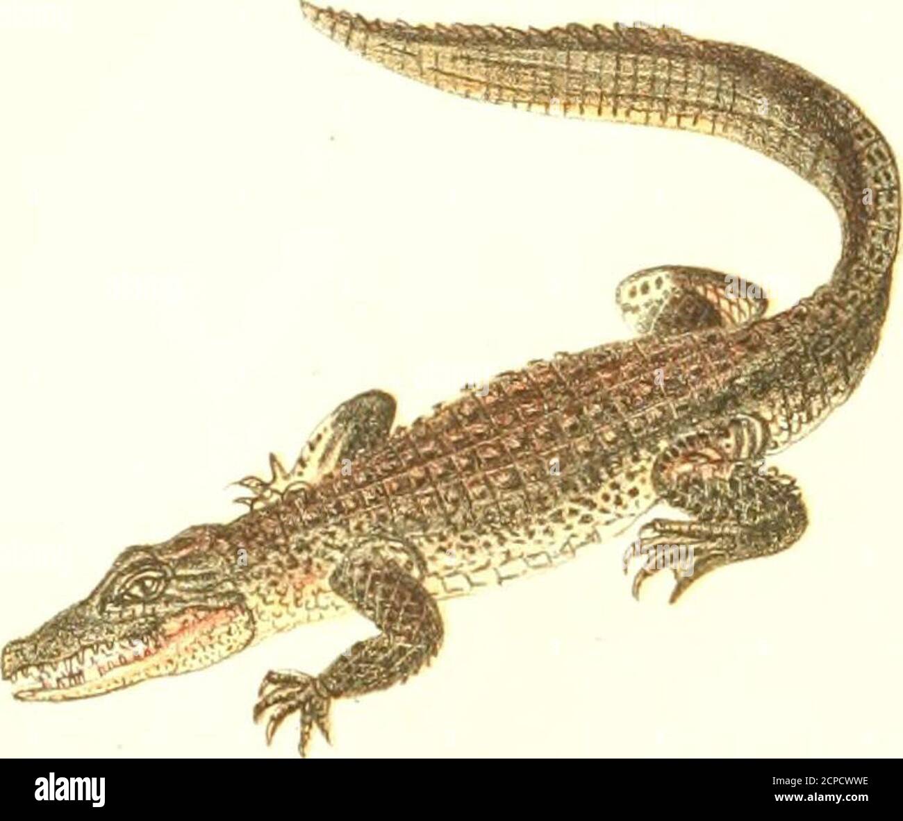 . The living world : containing descriptions of the several races of ...