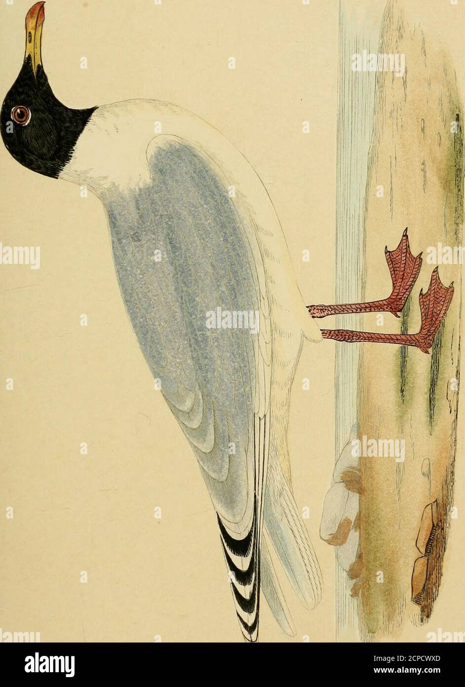 . A history of the birds of Europe, not observed in the British Isles ...