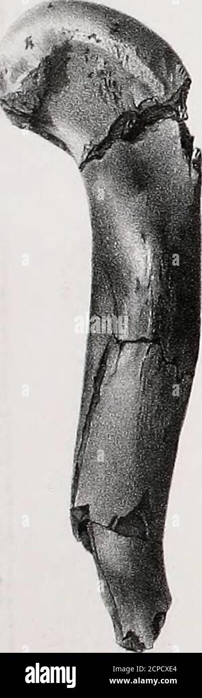 . Synopsis of the extinct Batrachia, Reptilia and Aves of North America ...
