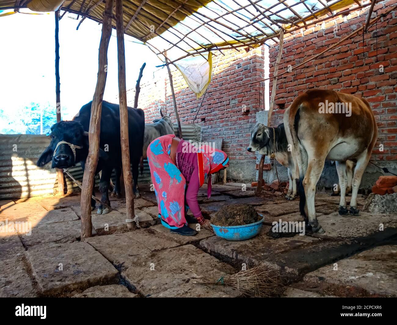 DISTRICT KATNI, INDIA - JANUARY 04, 2020: A dairy female farmer ...
