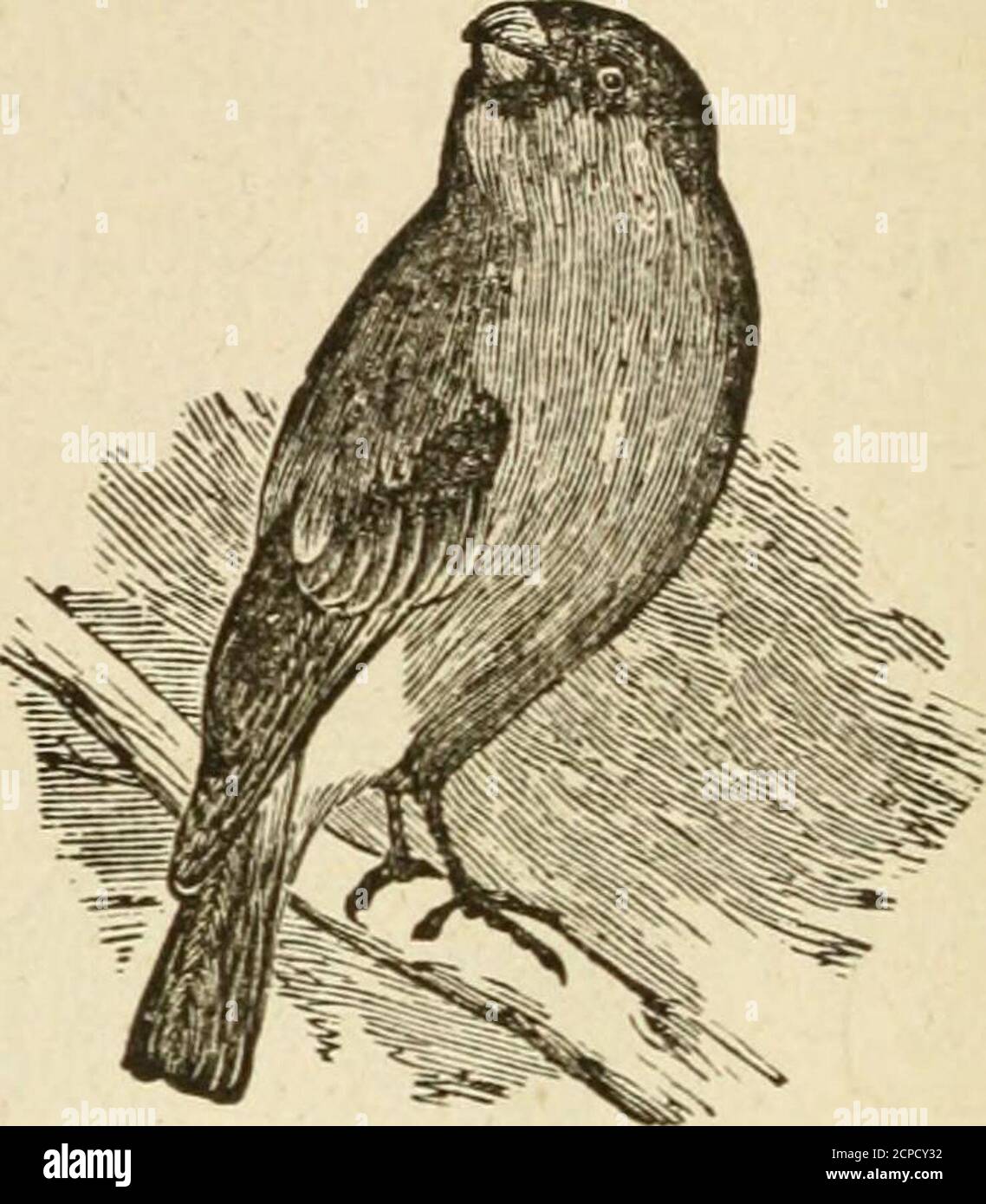 . The history of birds : their varieties and oddities, comprising ...
