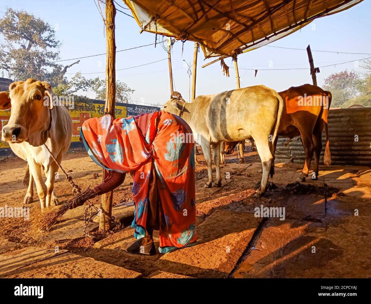 Cowshed india hi-res stock photography and images - Alamy
