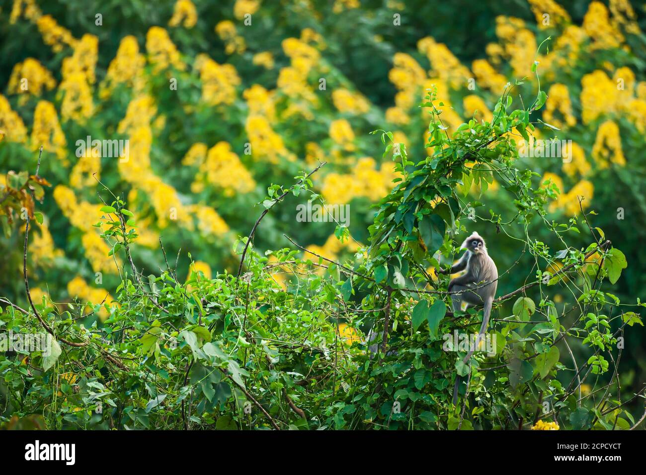 A Phayre’s leaf monkey sits on the canopy of wild tree, blooming ...