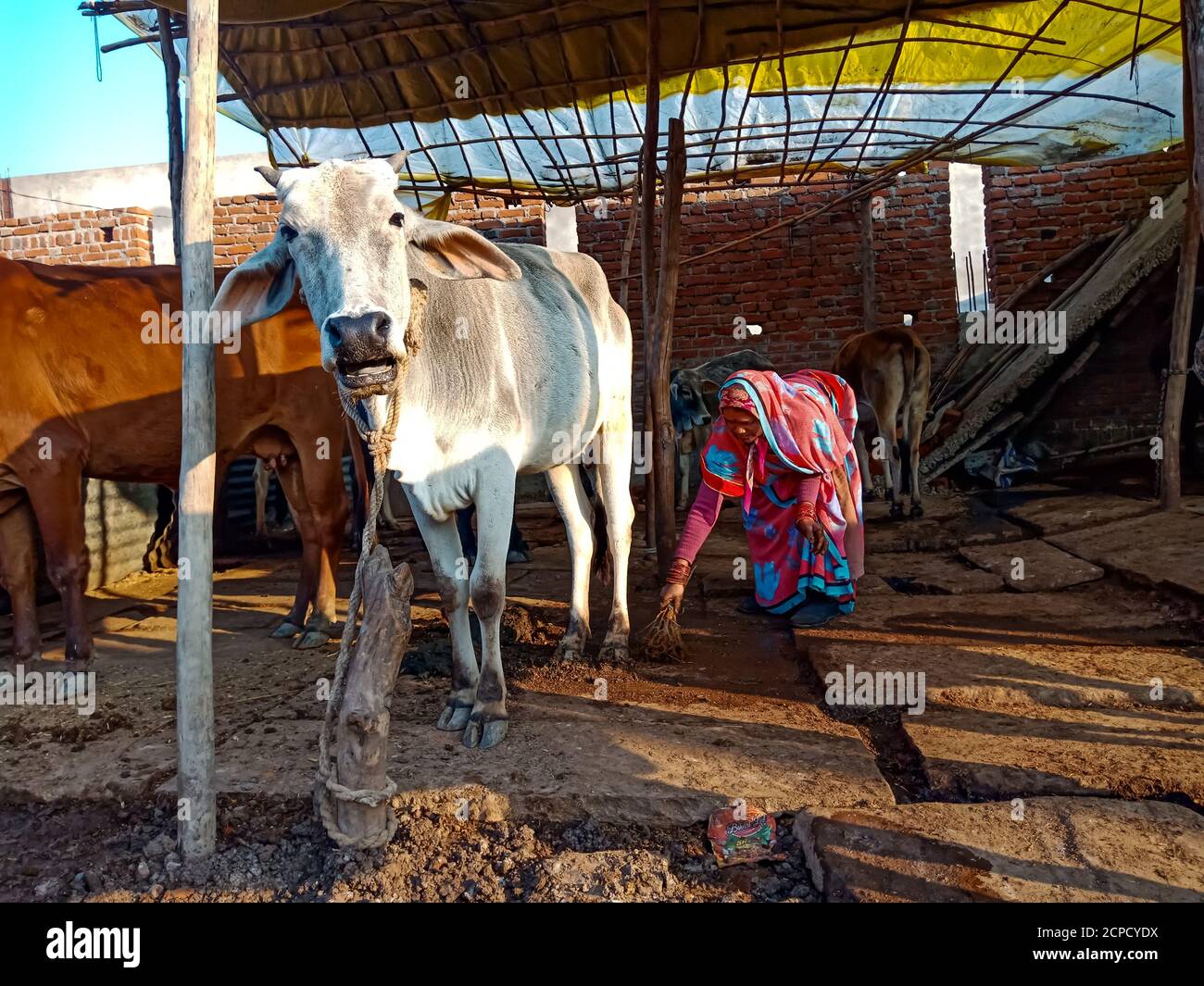 DISTRICT KATNI, INDIA - JANUARY 04, 2020: Cow closeup on selective face ...