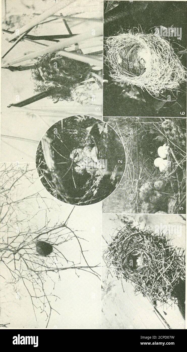 Bookidwesternbirds hi-res stock photography and images - Alamy