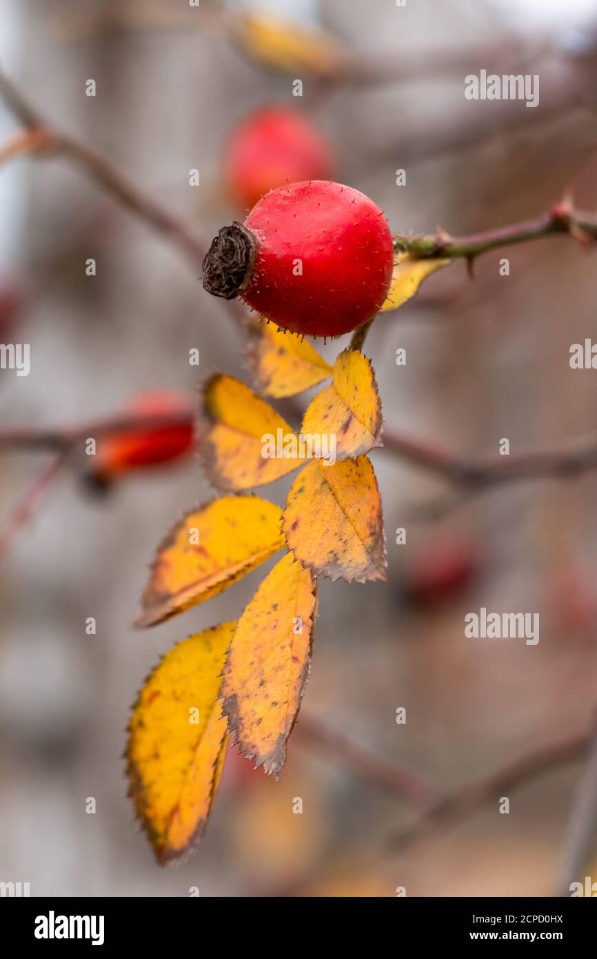 Wild rosa canina shrub, a dog rose with red fruits in autumn. A berry ...
