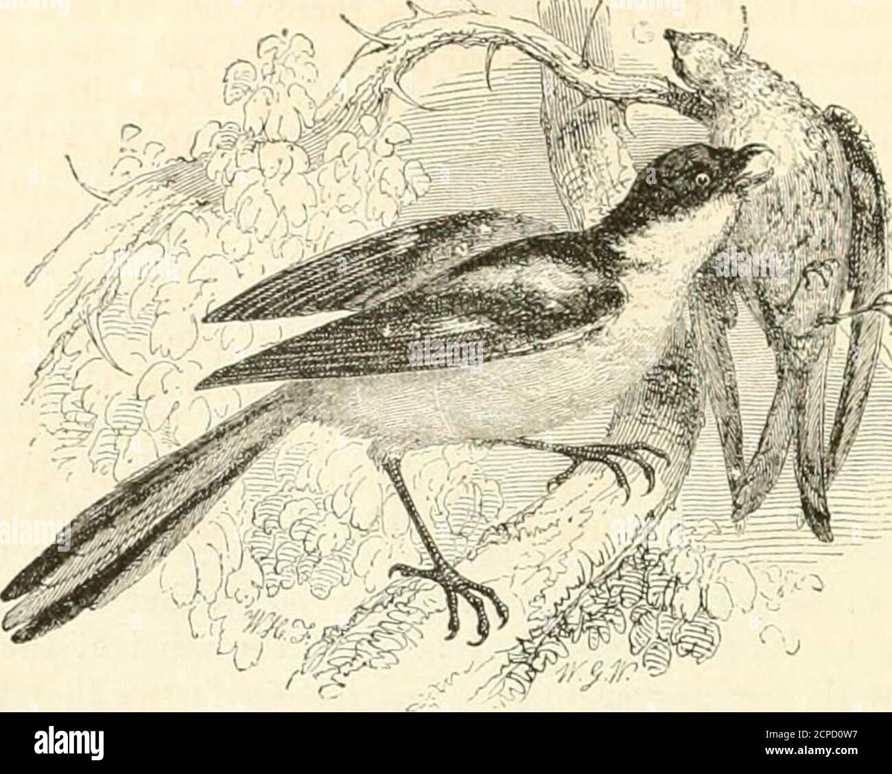 Watching like a hawk hi-res stock photography and images - Alamy