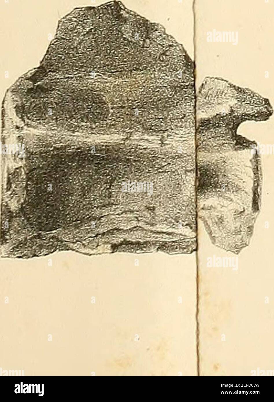 . Synopsis of the extinct Batrachia, Reptilia and Aves of North America ...