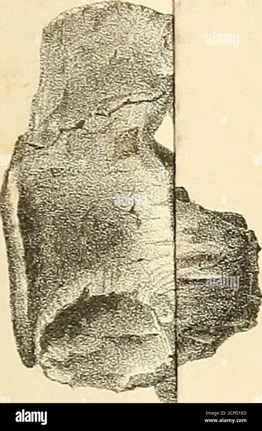 . Synopsis of the extinct Batrachia, Reptilia and Aves of North America ...