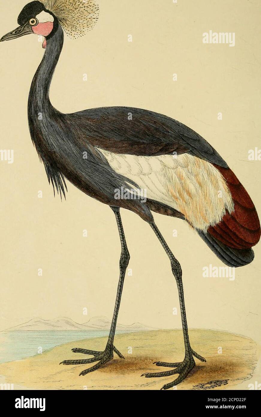 Numidian crane hi-res stock photography and images - Alamy