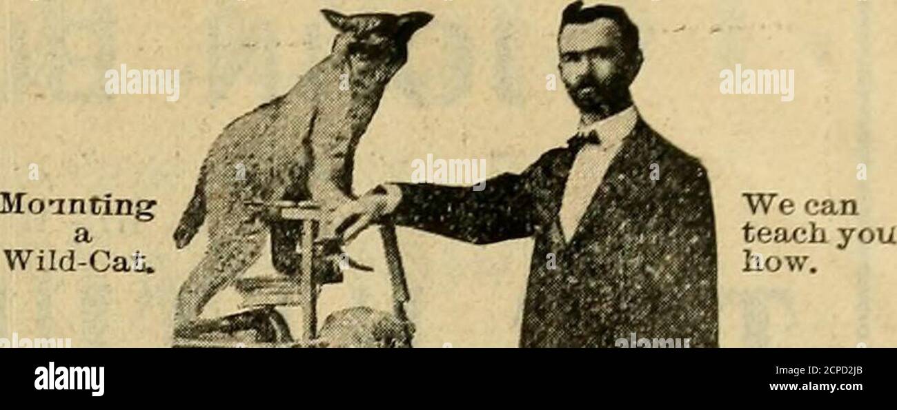 Ring tailed hawk hi-res stock photography and images - Alamy