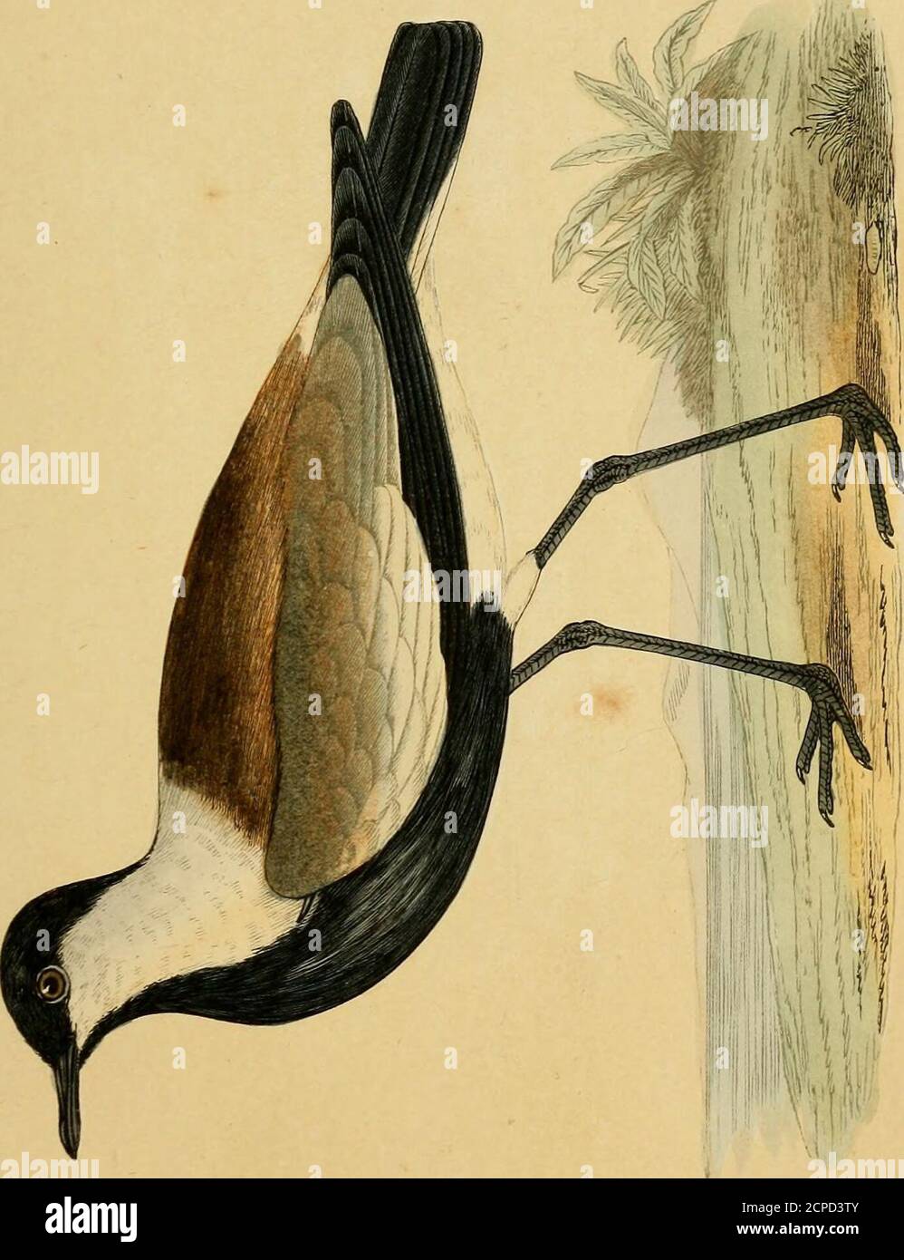 . A history of the birds of Europe, not observed in the British Isles ...