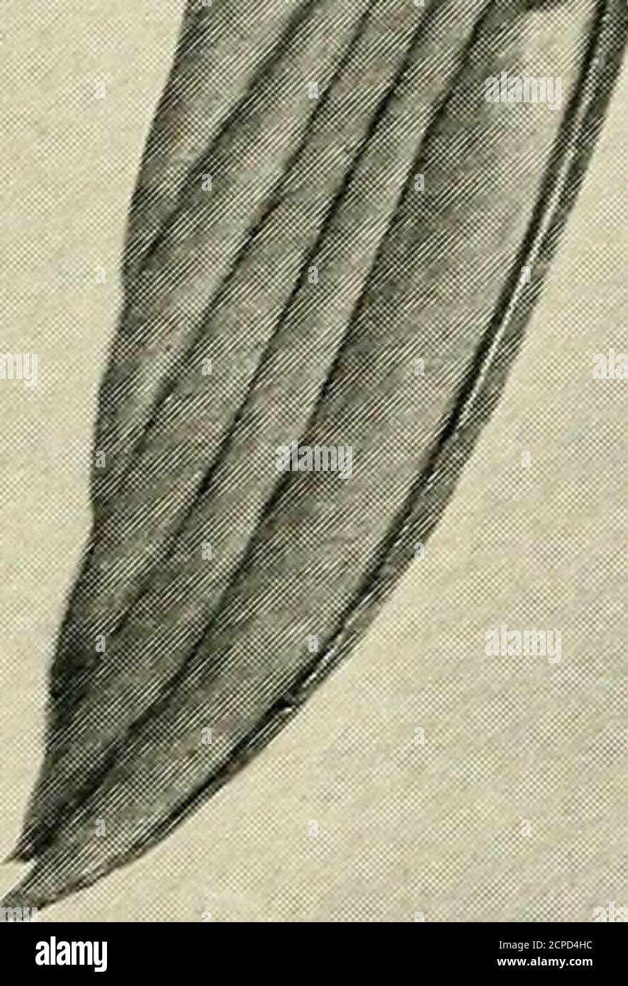 . Bird lore Stock Photo - Alamy