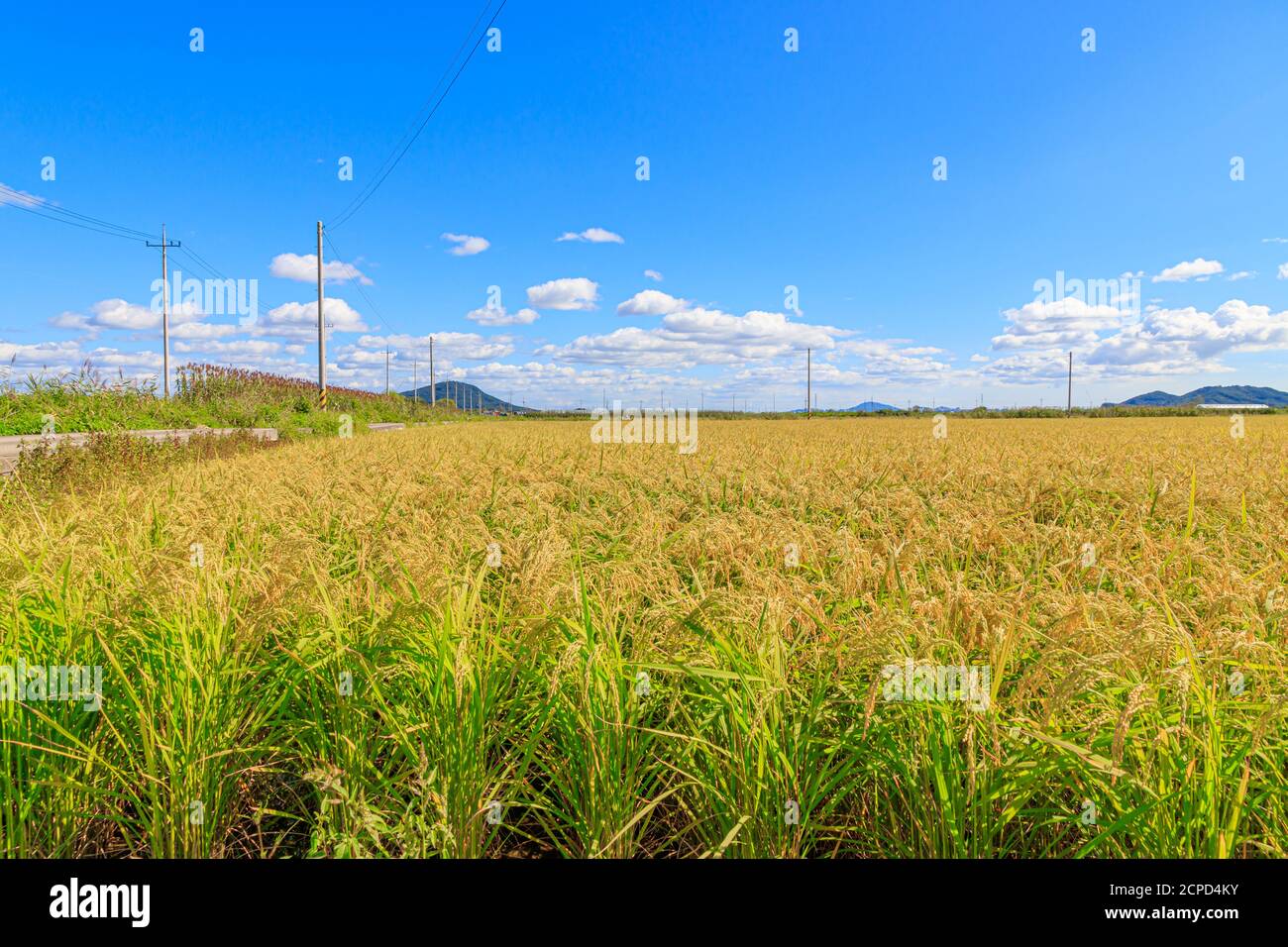 Korean traditional rice farming. Rice farming landscape in autumn. Rice ...