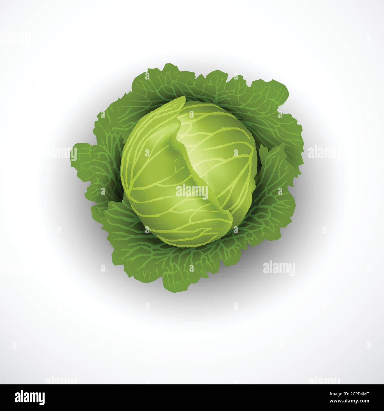 fresh green cabbage isolated white background. vector illustration ...