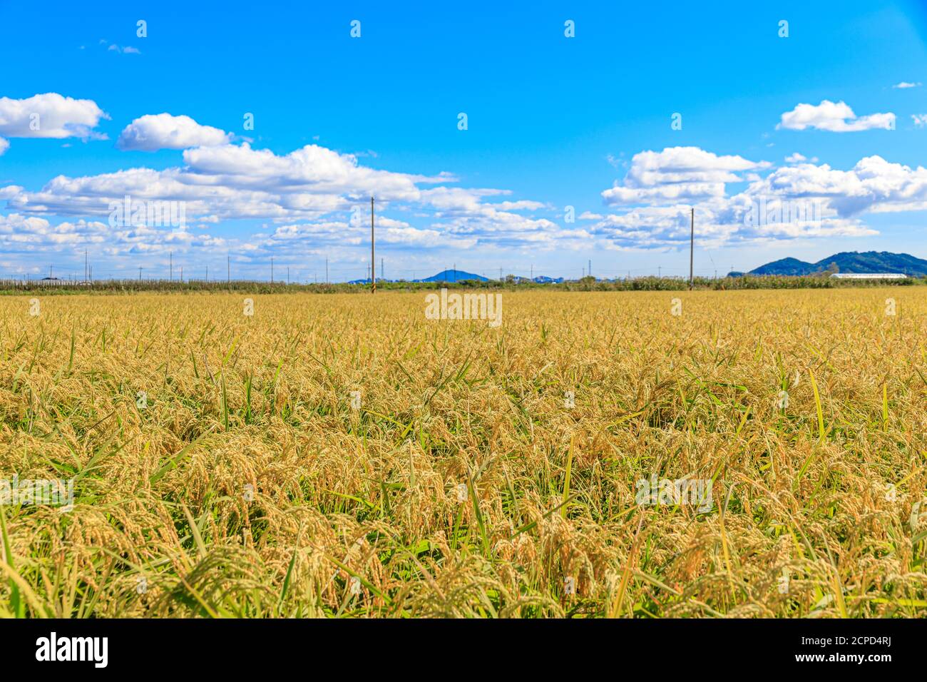 Korean traditional rice farming. Rice farming landscape in autumn. Rice ...