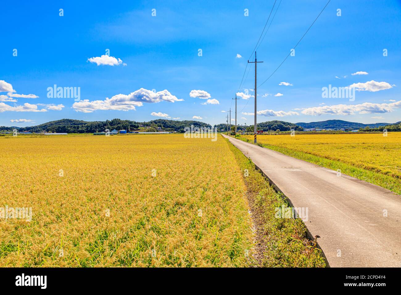 Korean traditional rice farming. Rice farming landscape in autumn. Rice ...