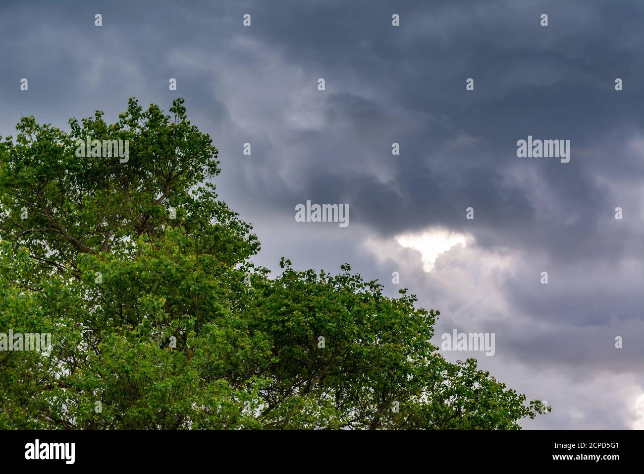 Dark stormy sky blocking sun with foreground tree in dull weather Stock ...