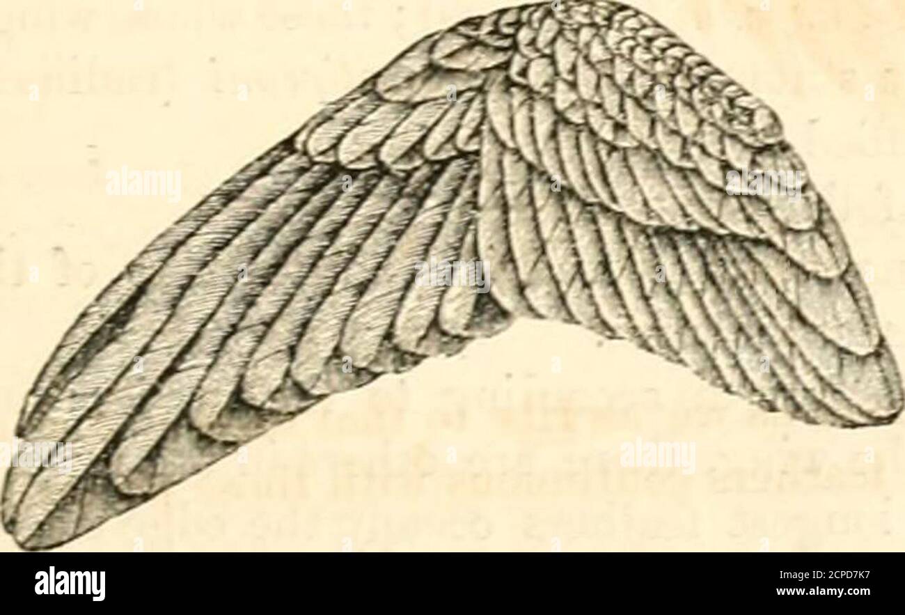 Goat sucker hi-res stock photography and images - Alamy