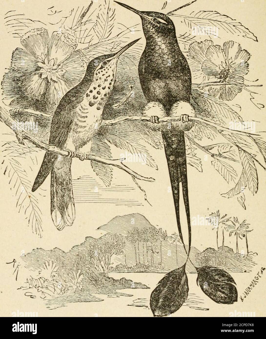 . The history of birds : their varieties and oddities, comprising ...