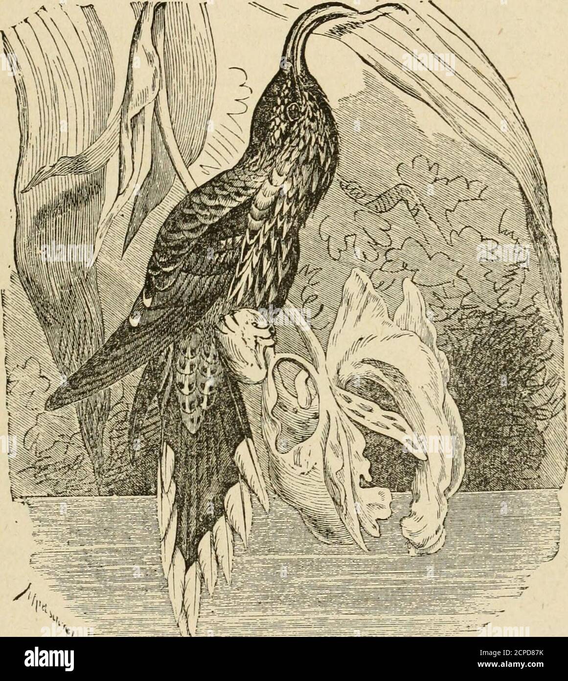 . The history of birds : their varieties and oddities, comprising ...