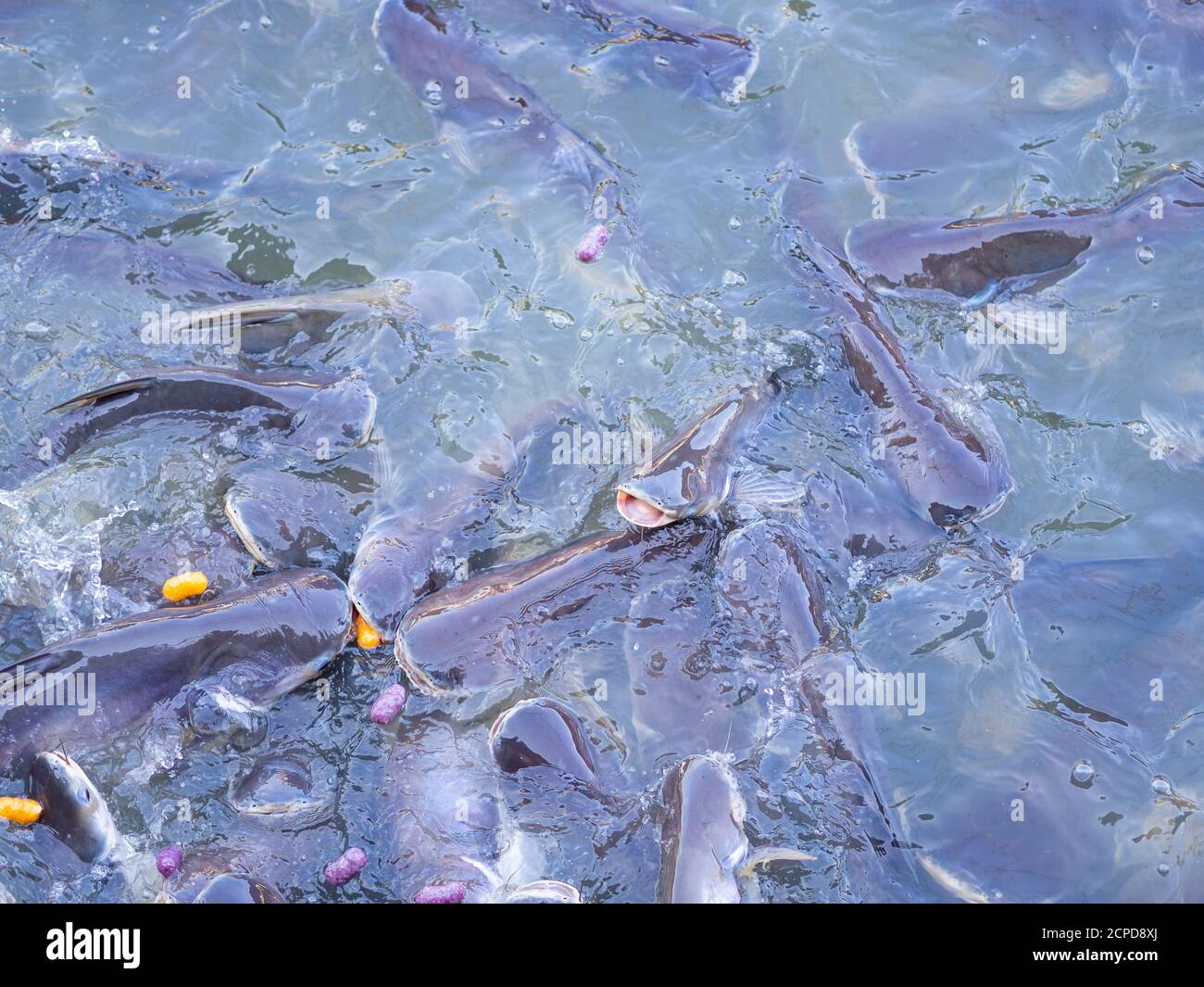 Freshwater fishes of thailand hi-res stock photography and images - Alamy