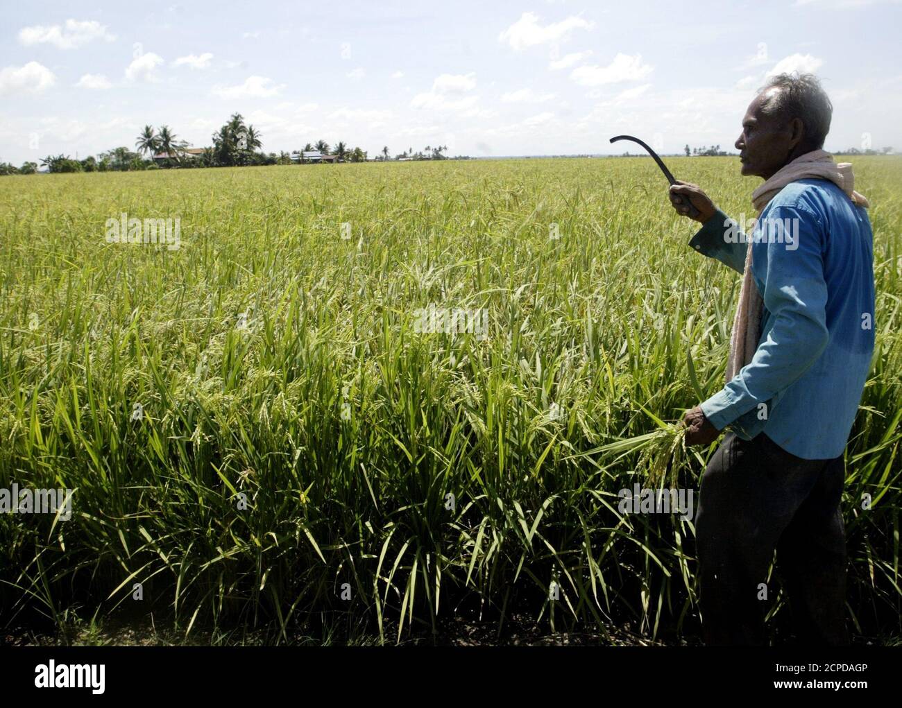 Farming cocoa malaysia hi-res stock photography and images - Alamy