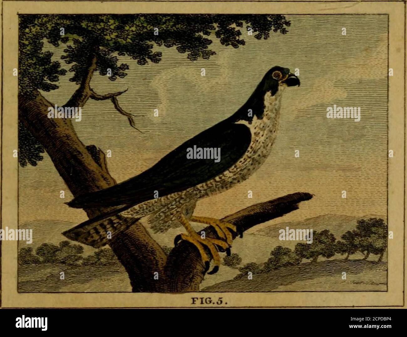 Frederic falcon hi-res stock photography and images - Alamy