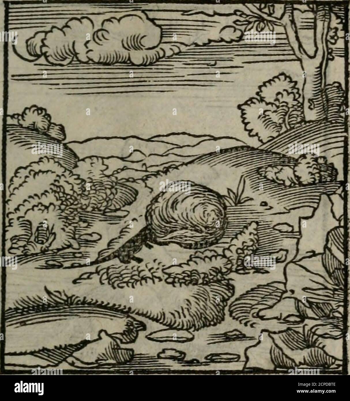 Penus hi-res stock photography and images - Alamy