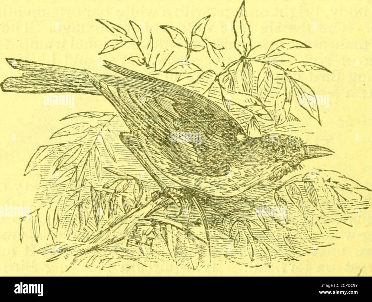 Yellow billed thrushes hi-res stock photography and images - Alamy